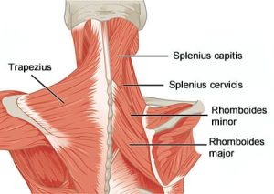 Neck and Shoulder Pain Syndrome | Leading Brooklyn Medication Treatment
